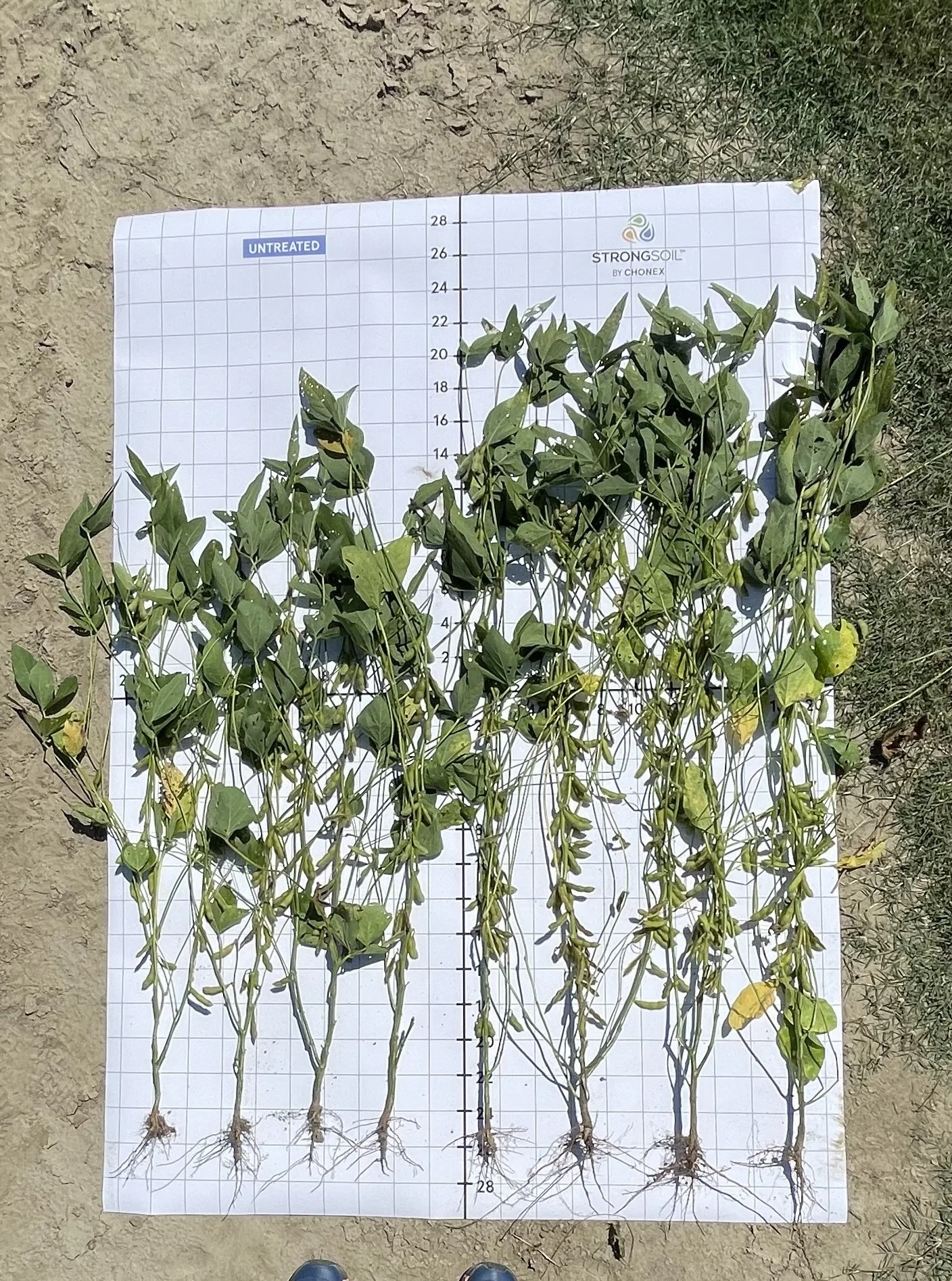 StrongSoil™ — Chonex