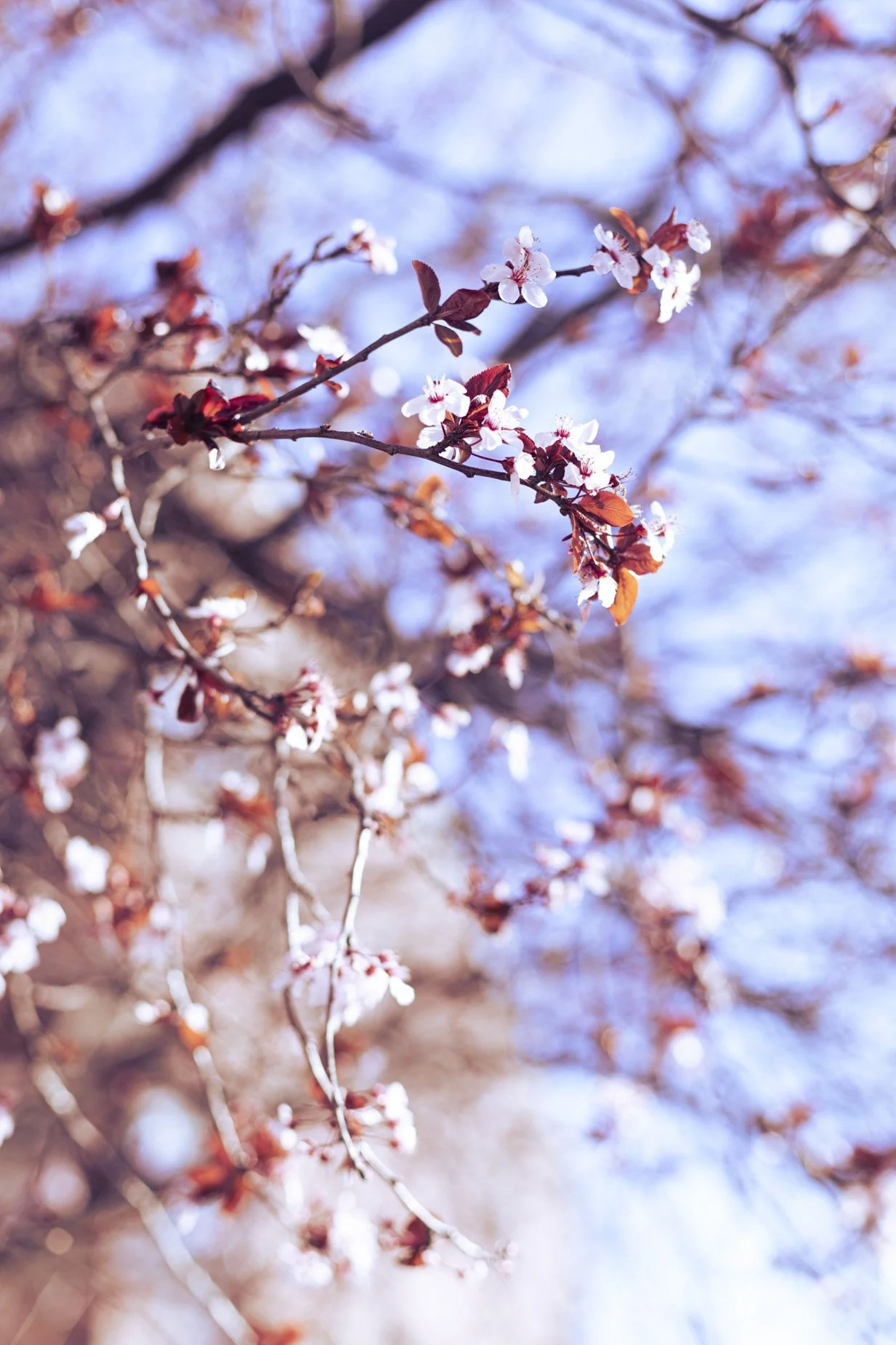Anna Thorne — Cosmic Daffodil Journal