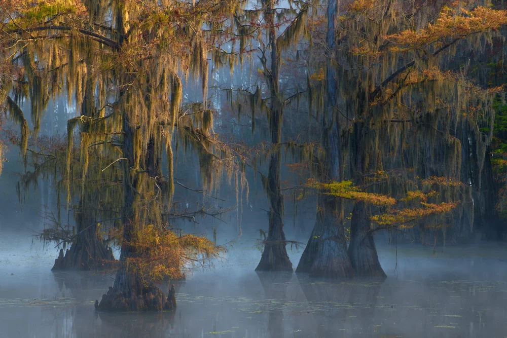 Experience the Beauty of the Bayou — CADDO LAKE PHOTOGRAPHY TOURS