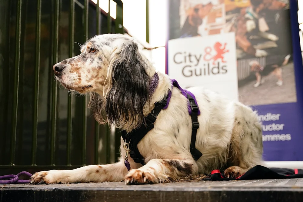The C&G Scent Dog Programme — College of Scent Dogs