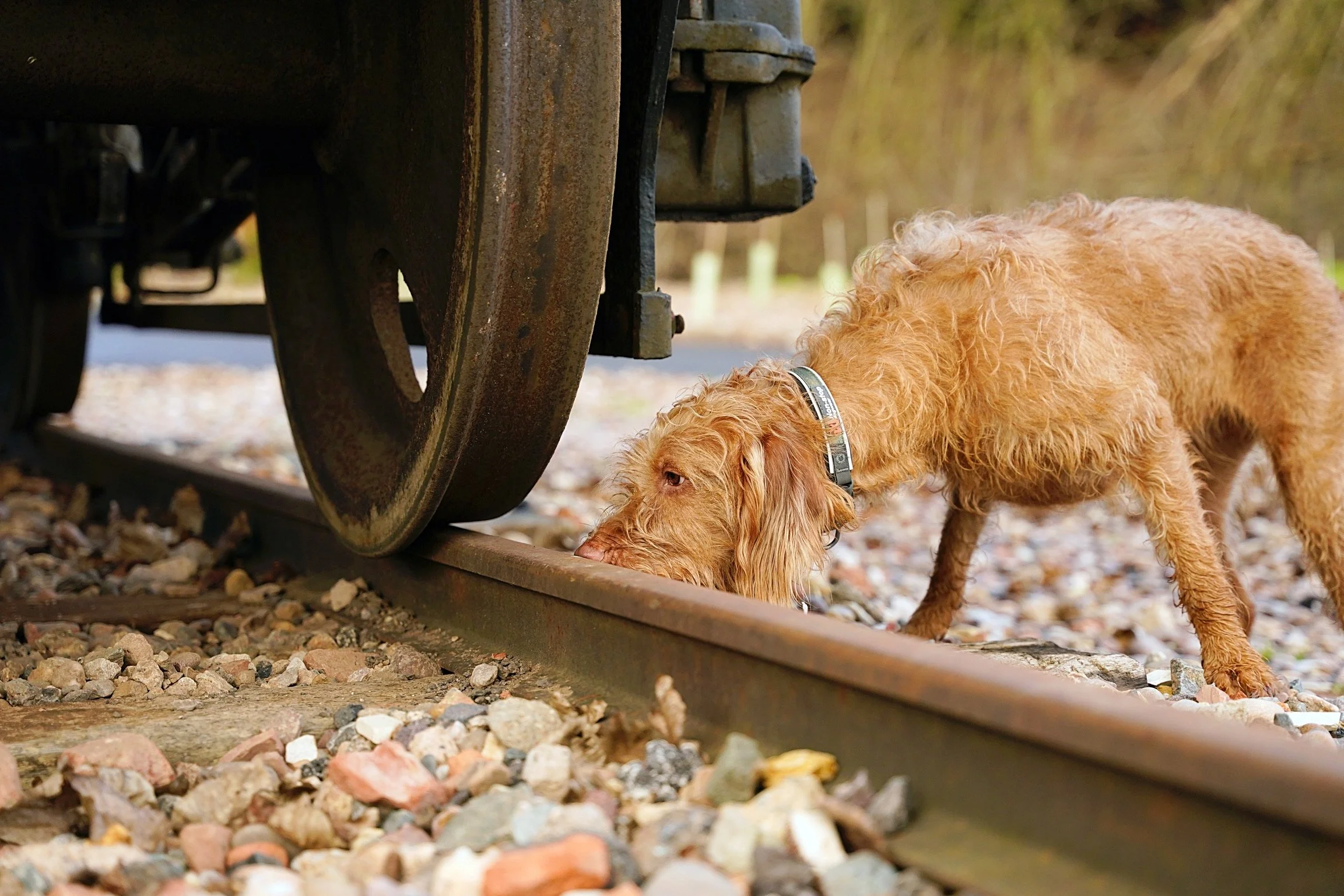 Bringing the book to life an online membership — College of Scent Dogs