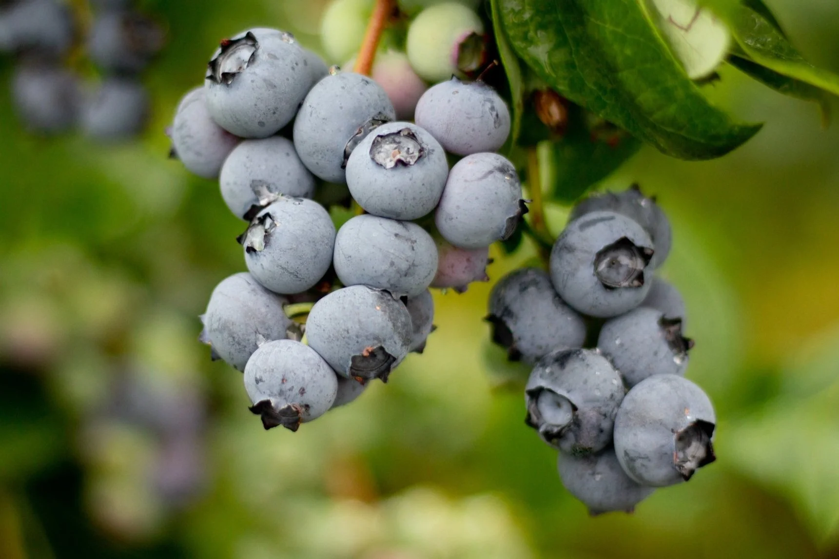 What is the white powder on blueberries? — BERRY'D ROOTS