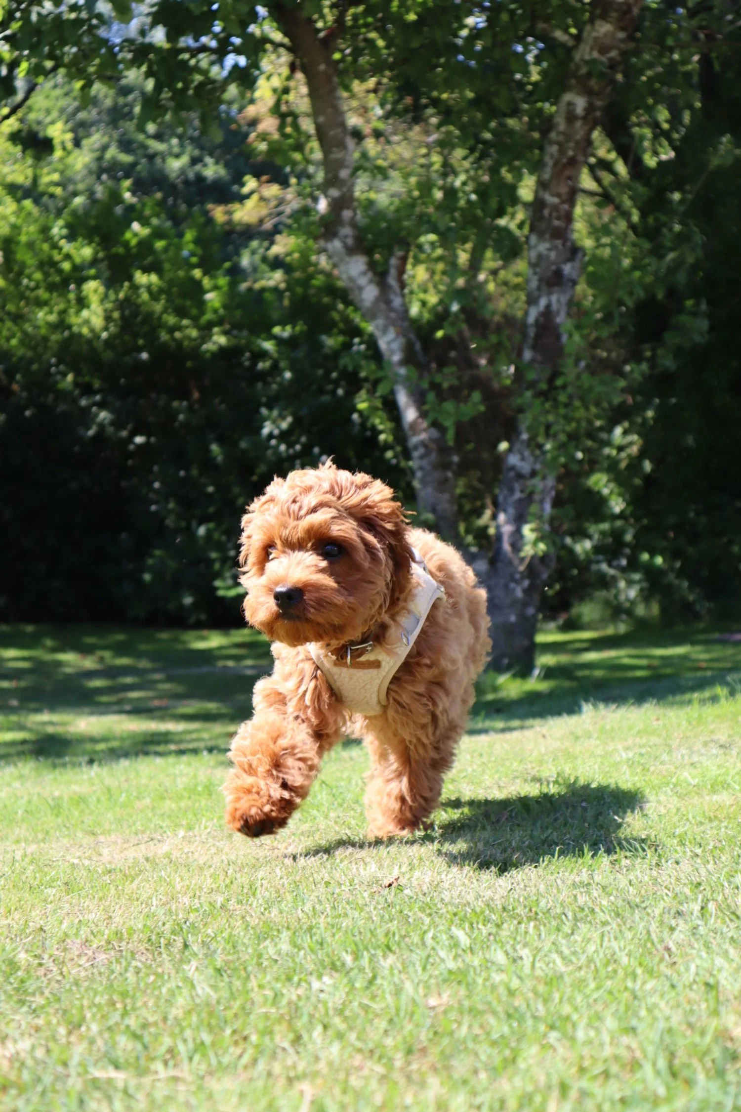 Cavapoo hvalpe — PuppyPerfect