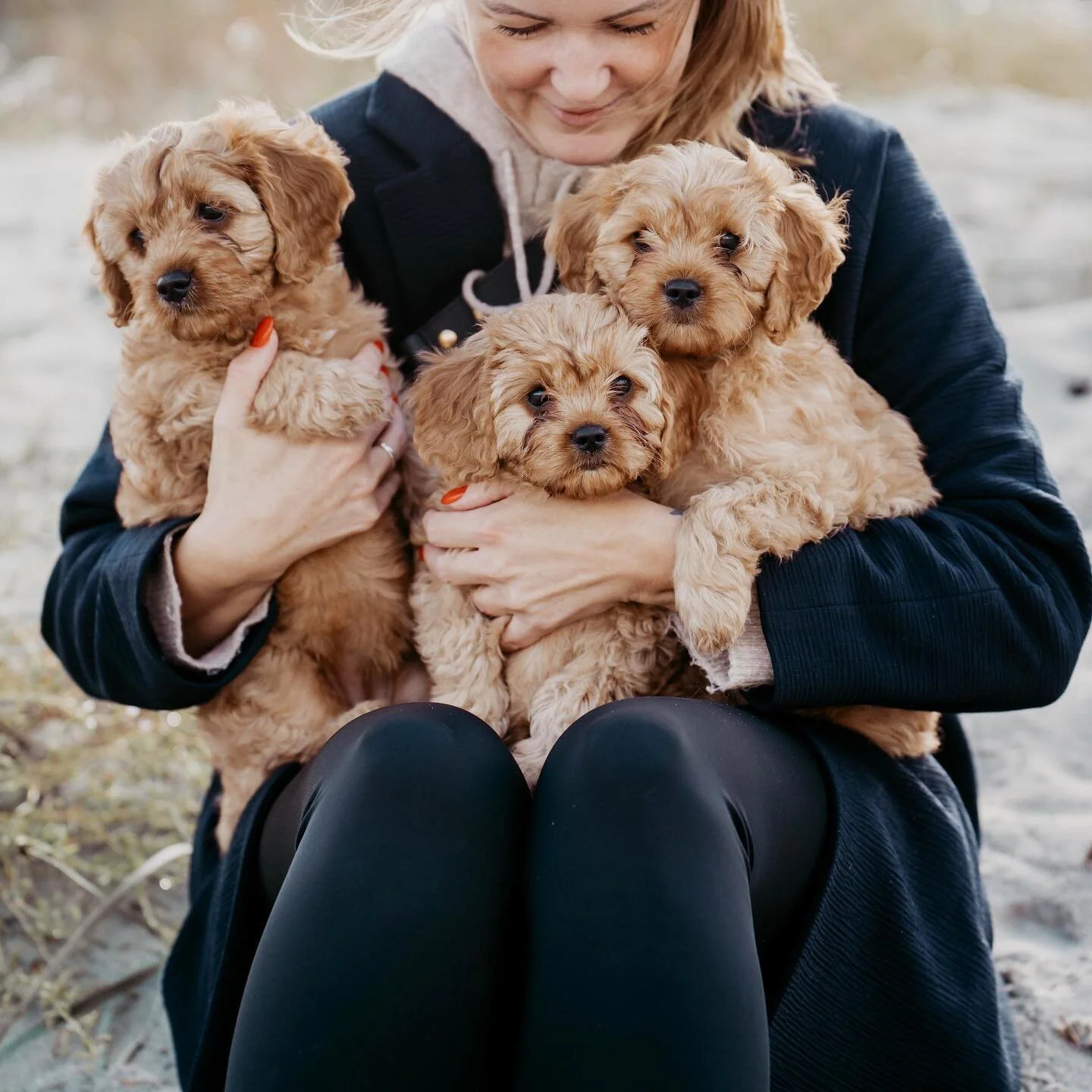 Kærligt familieopdræt af Cavapoo hvalpe