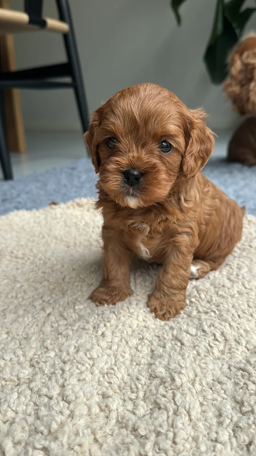 General 2 — PuppyPerfect