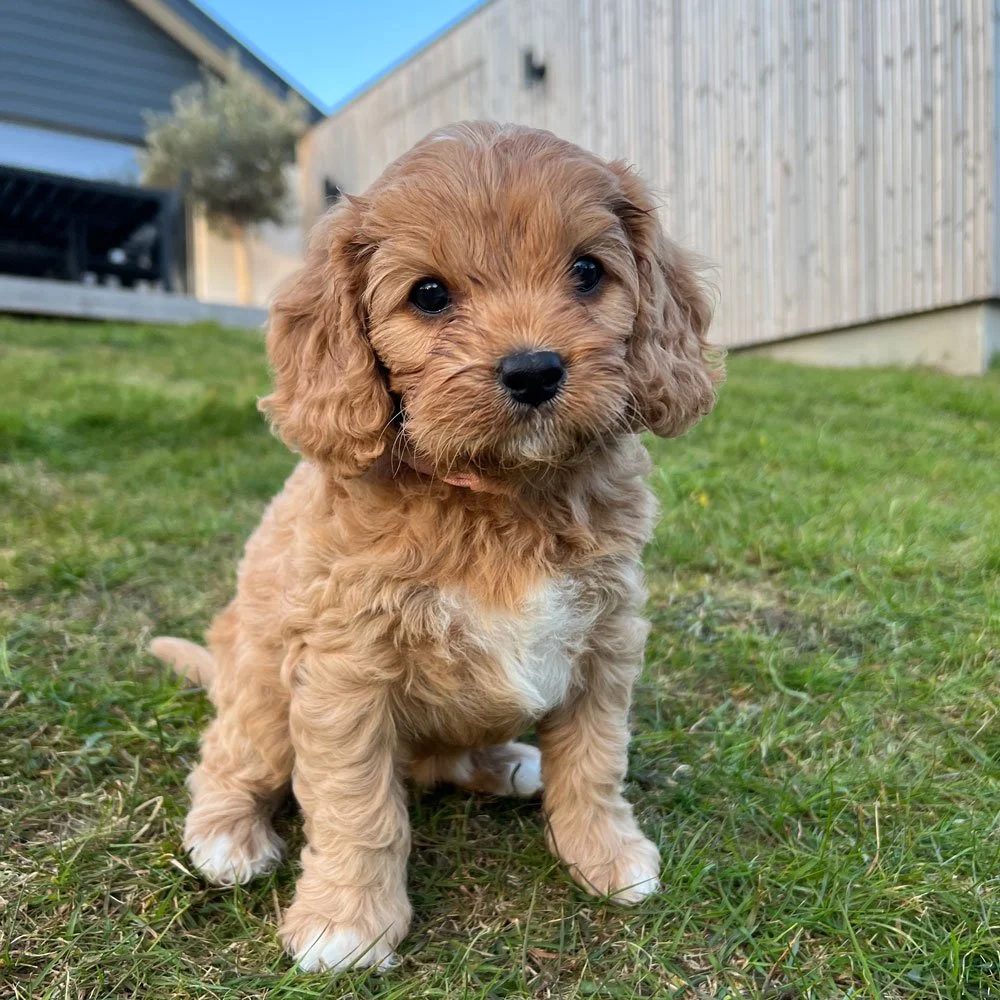 Kærligt familieopdræt af Cavapoo hvalpe