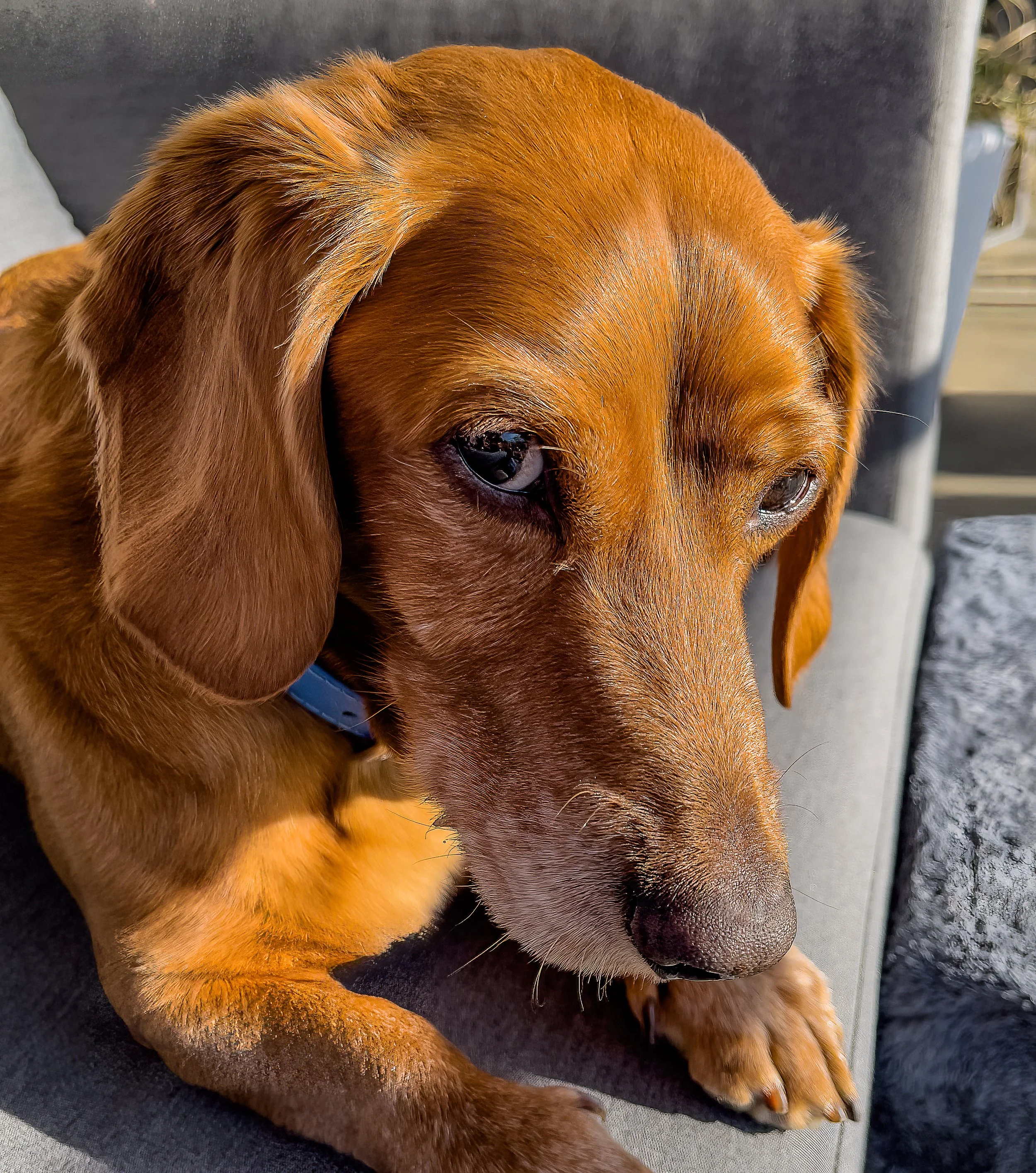 About — Flying Palito