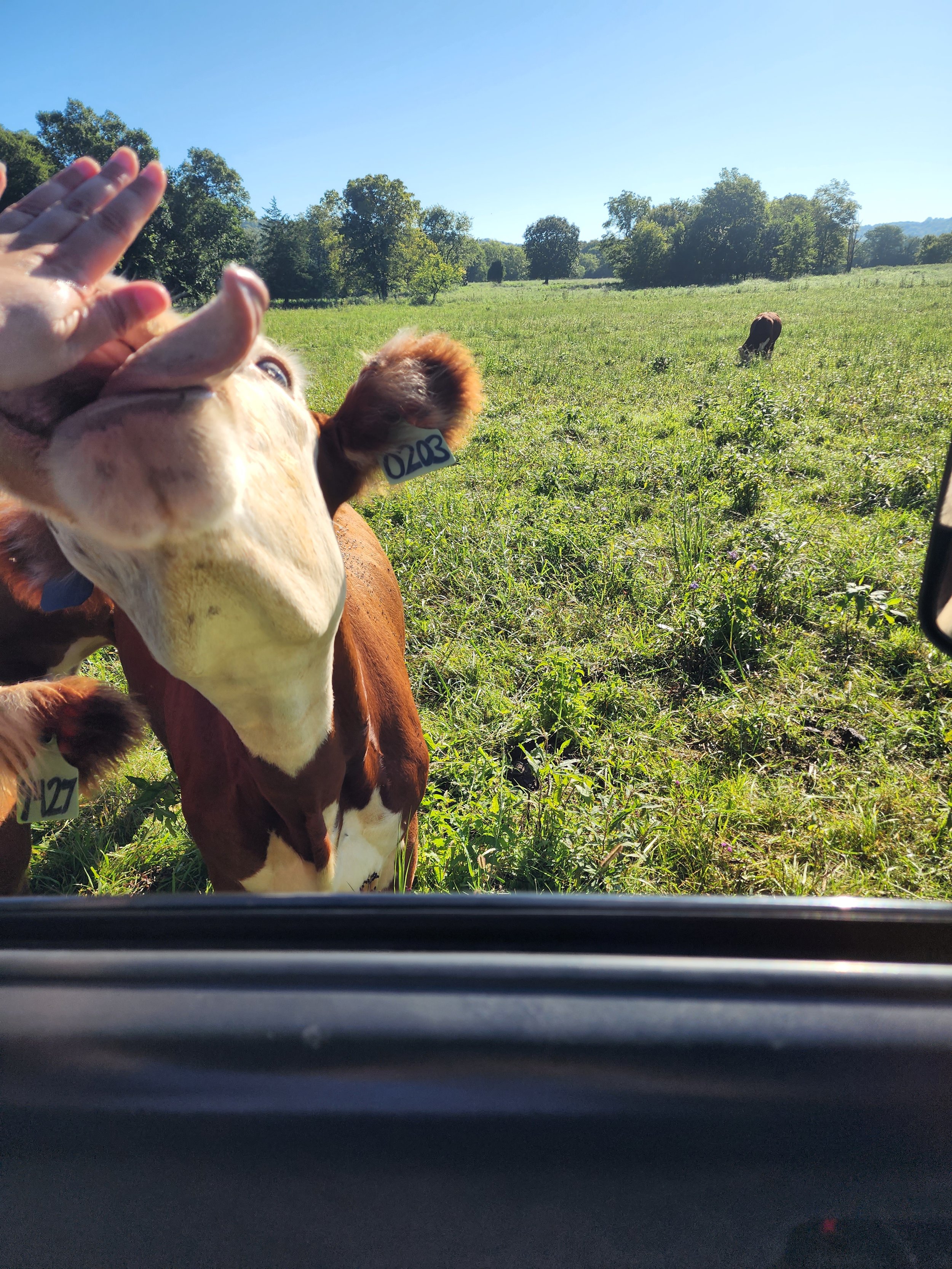 About — Holloway Cattle Company