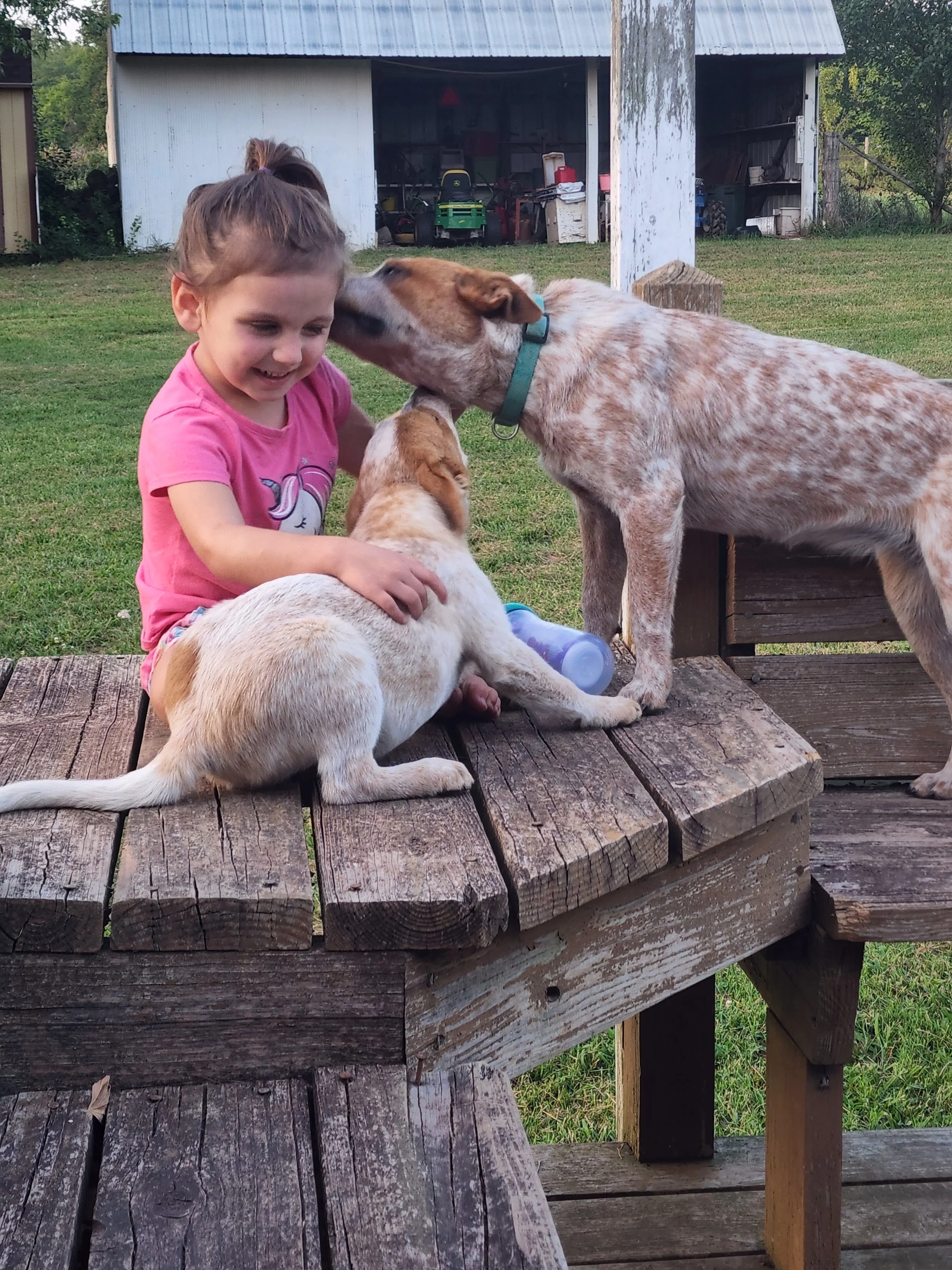 About — Holloway Cattle Company