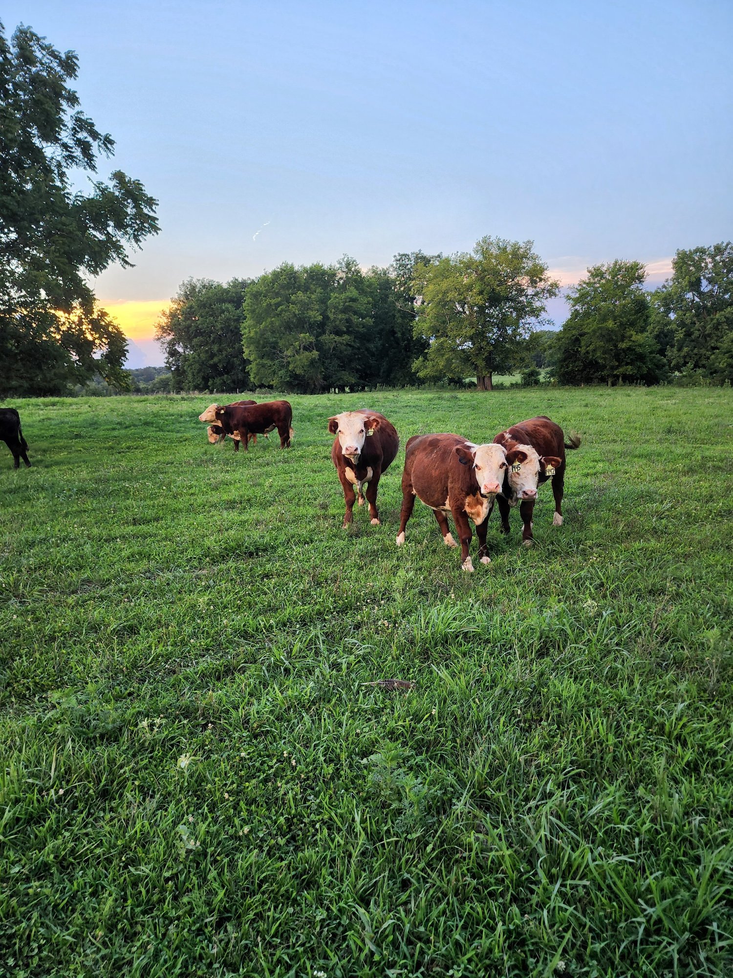 About — Holloway Cattle Company