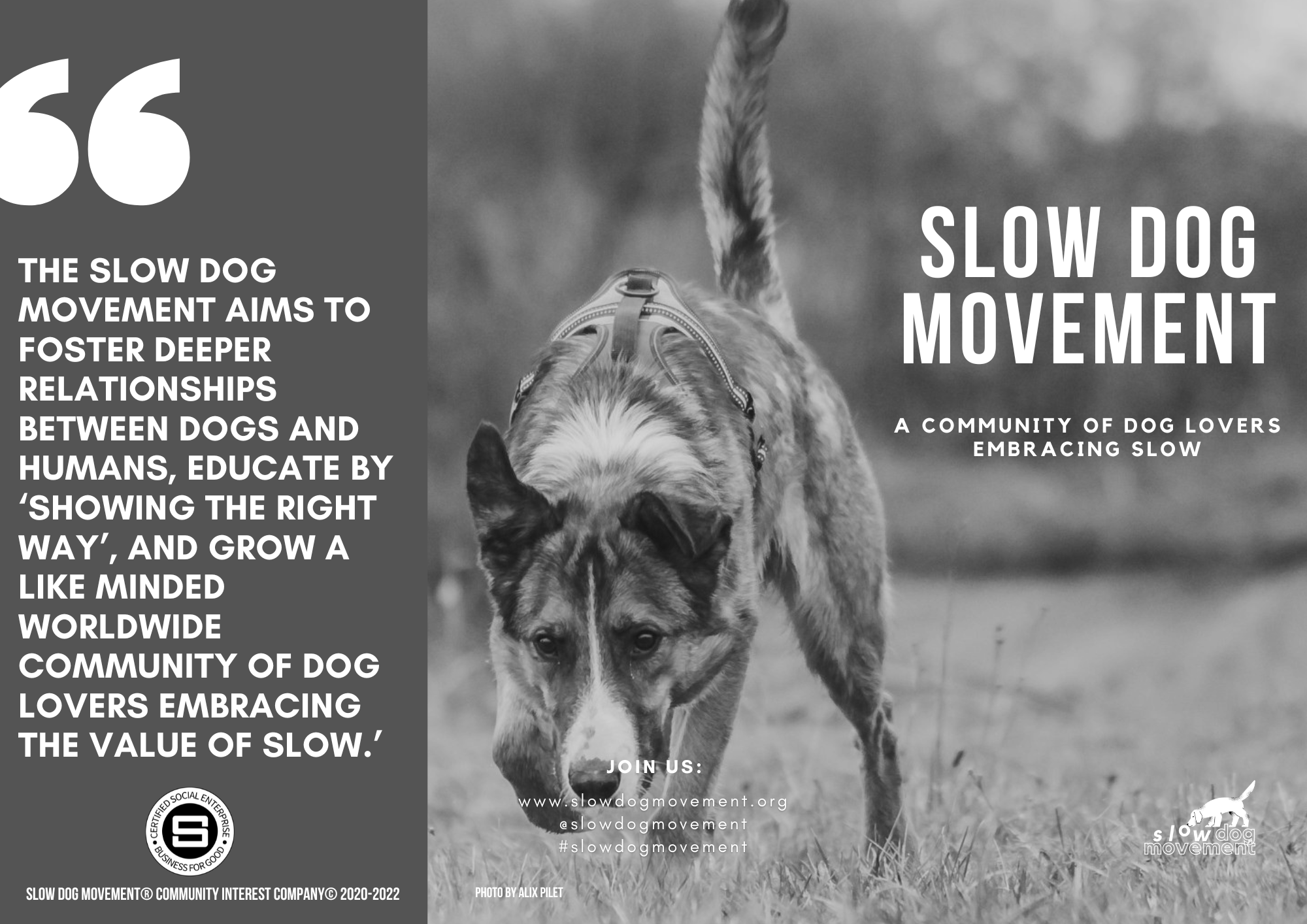 Press and Resources — Slow Dog Movement