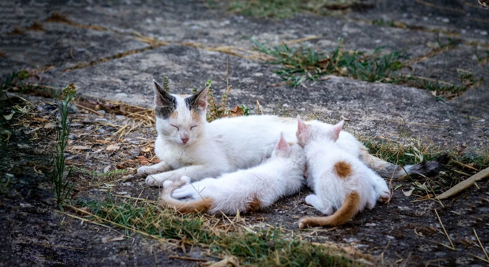 Cat Neutering Info — CAT 77