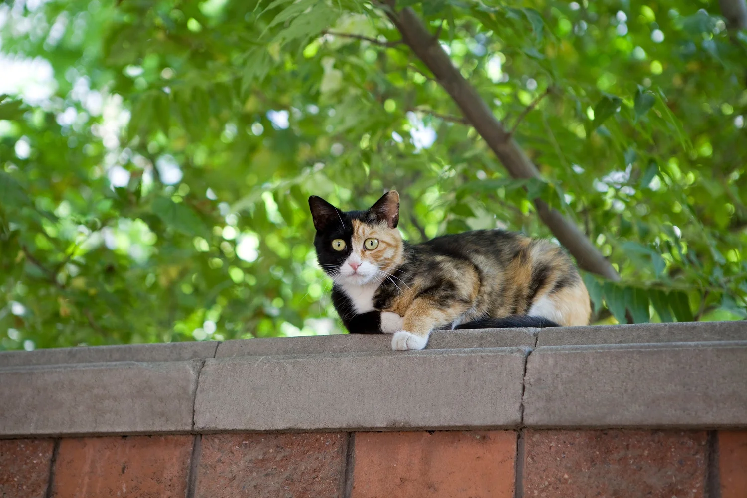 Other Cat Information Resources — CAT 77