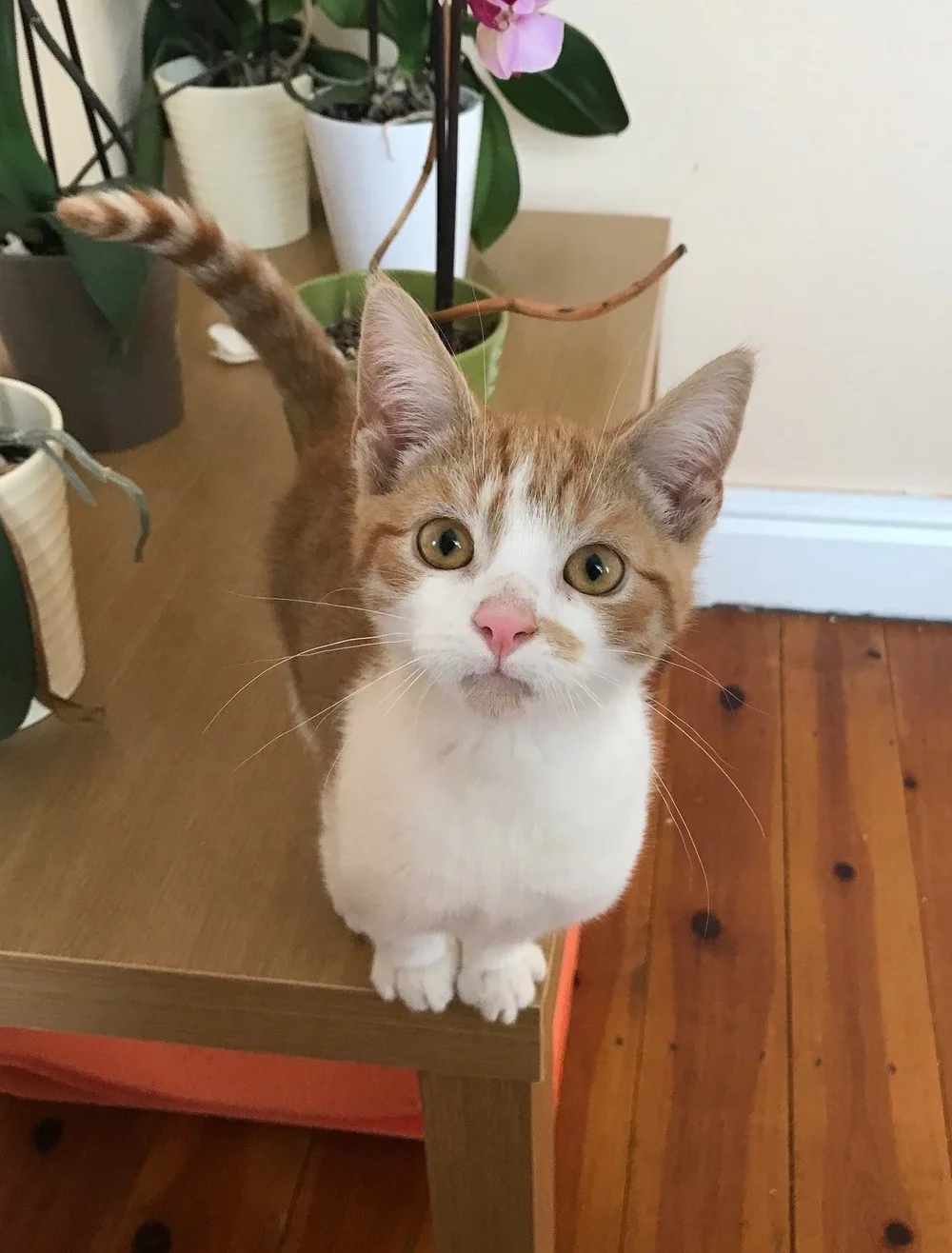 CAT 77 - Cat Action Trust 1977