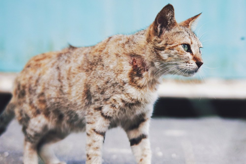 Management of a feral cat colony (3) – FeLV — CAT 77