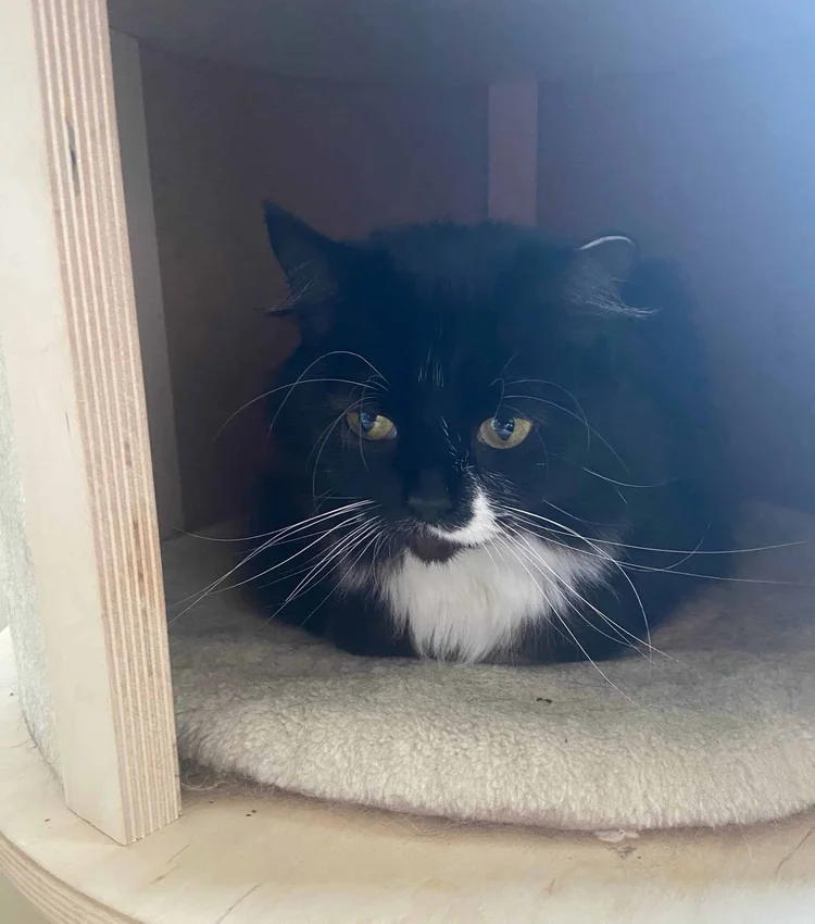 Jessie’s Journey — CAT 77