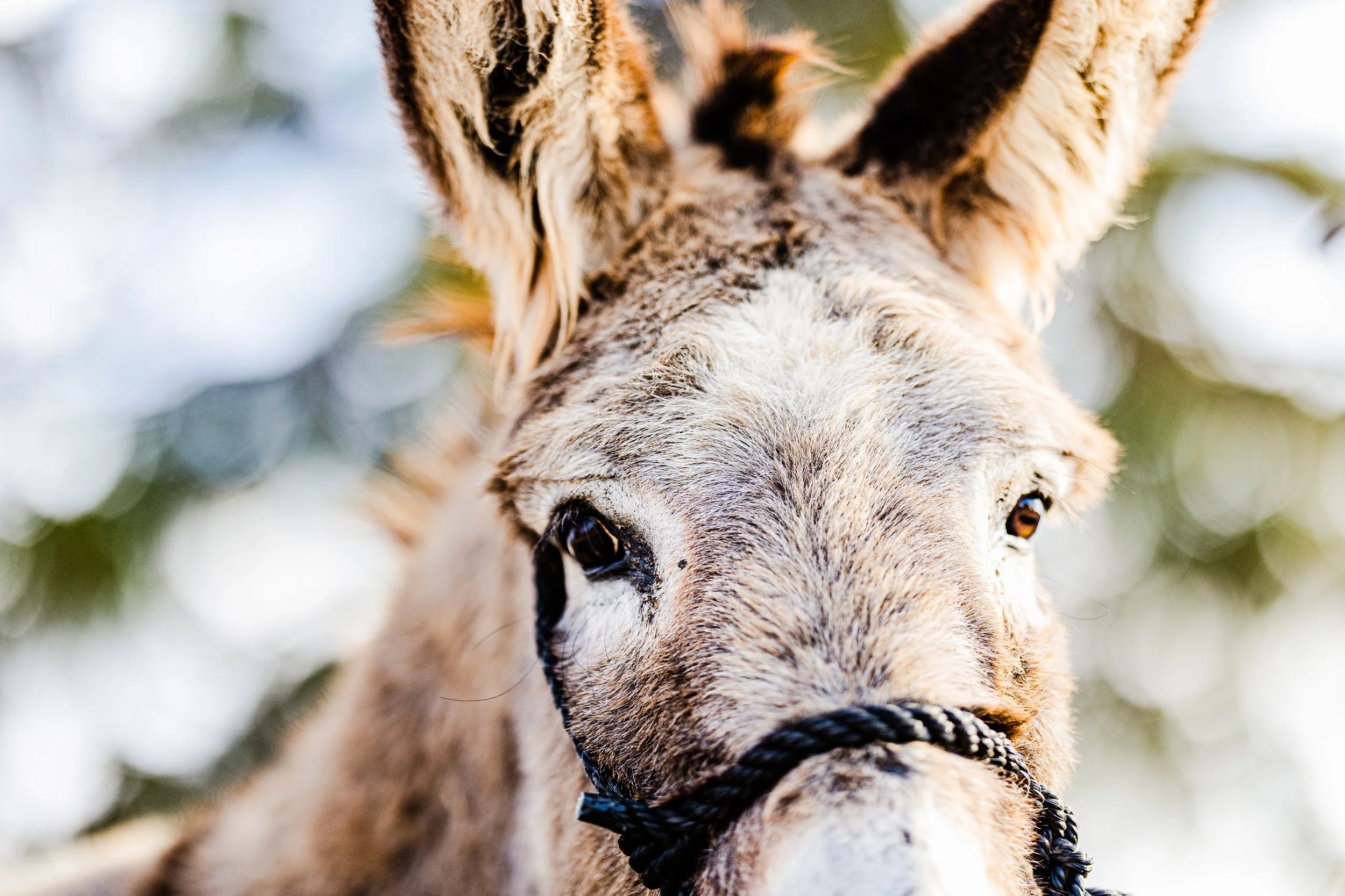 Daisy — Pearce Donkey Company