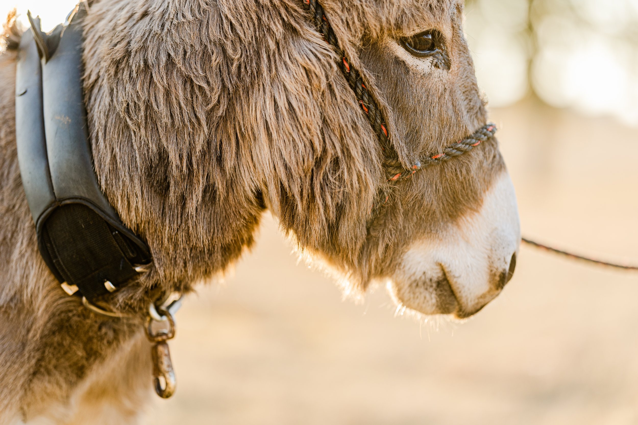 Pearce Donkey Company