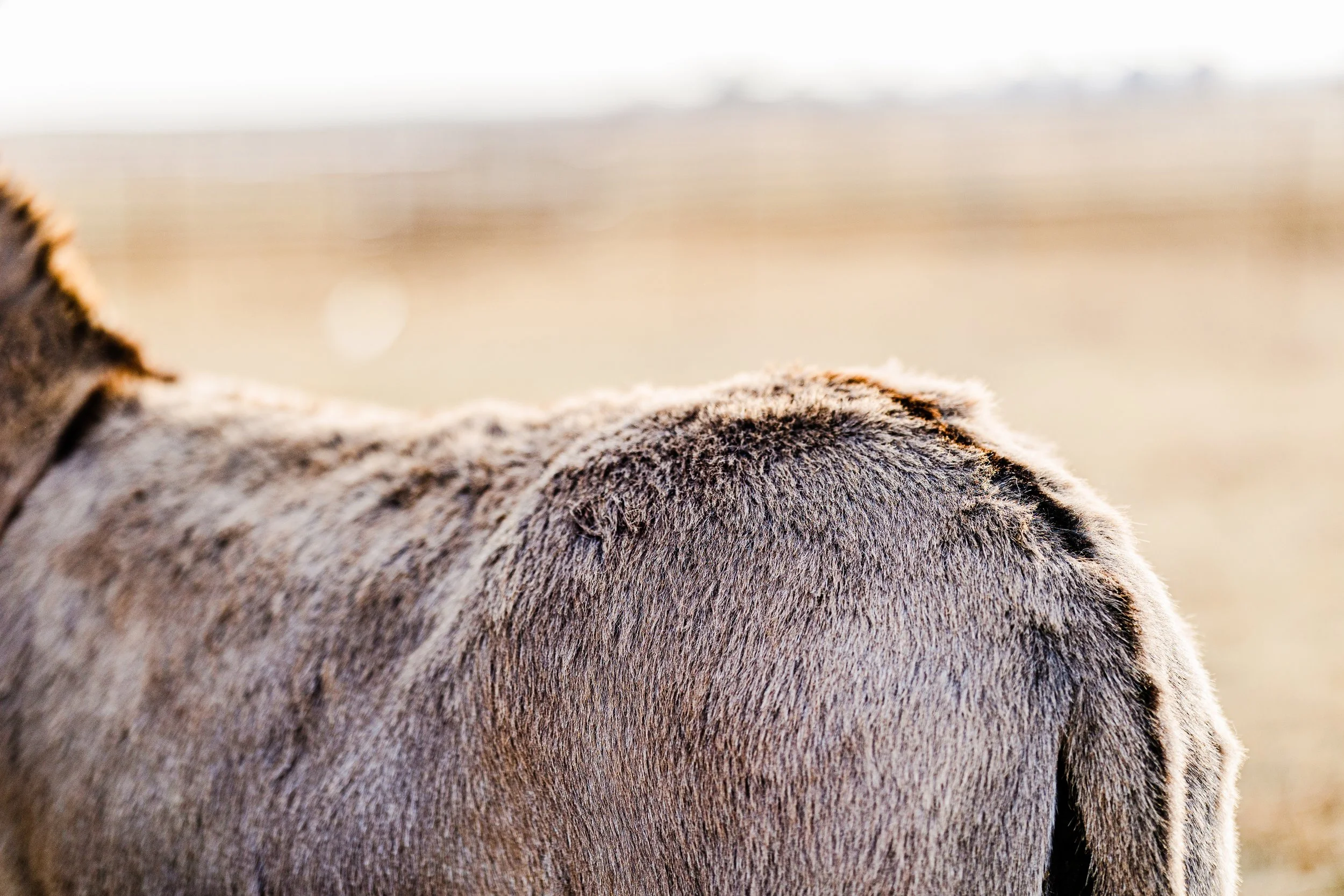 Available Ass-ets — Pearce Donkey Company