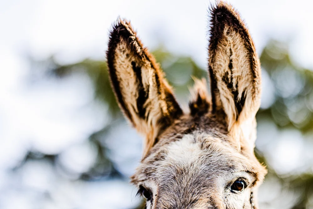 Pearce Donkey Company