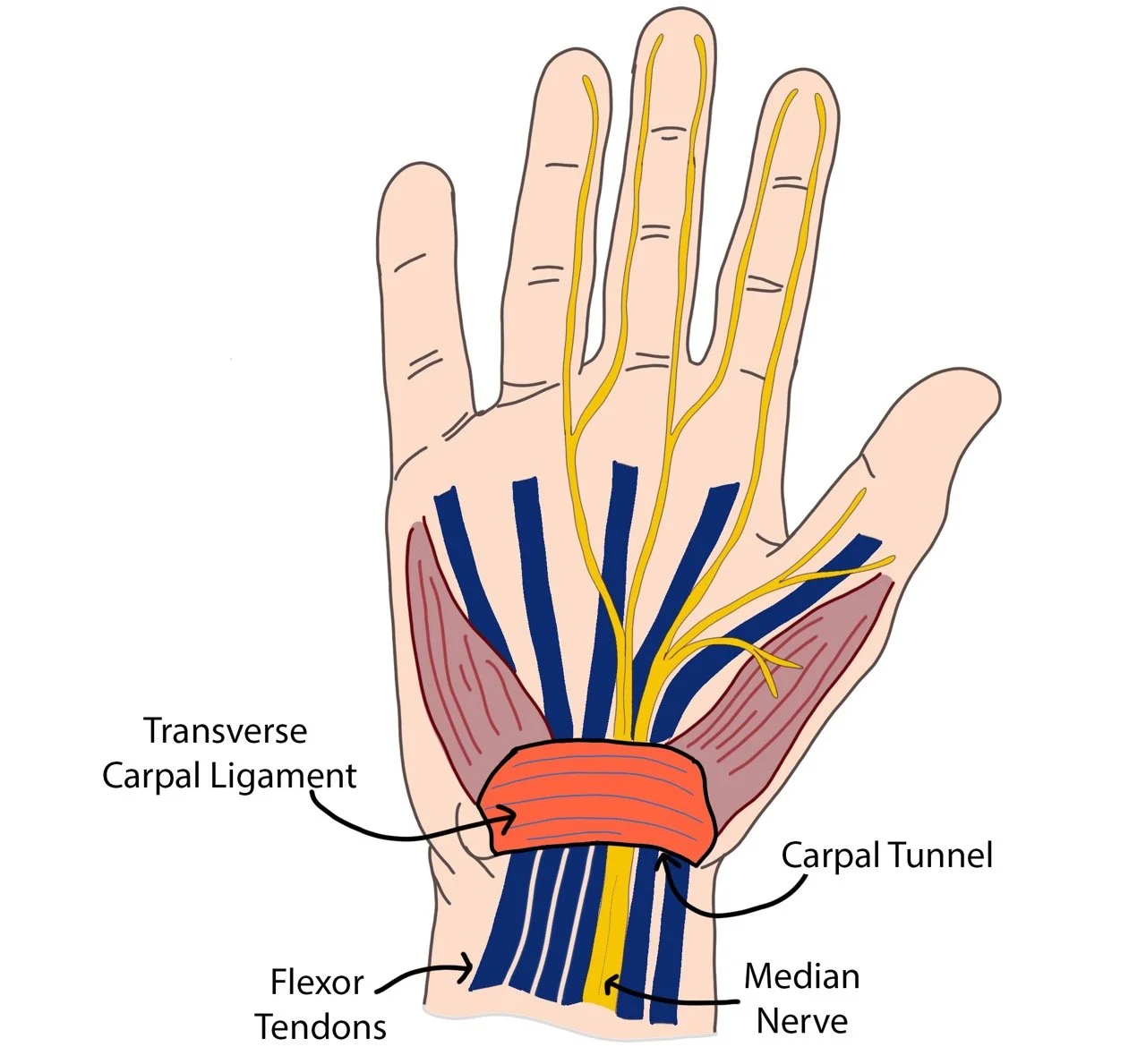 Large Thumb Muscle