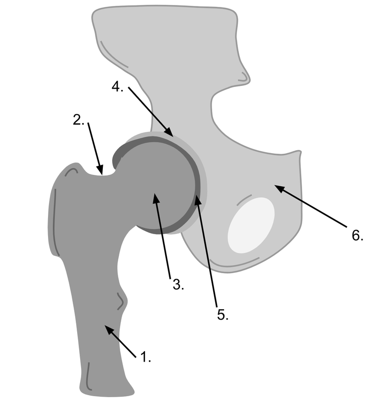 What Is Thumb CMC Arthritis? The Ultimate Guide For Patients — Dr. Nick ...