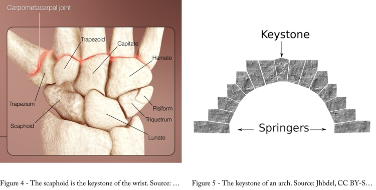 Don’t Ignore Wrist Pain — What To Know About Scaphoid Fractures — Dr ...