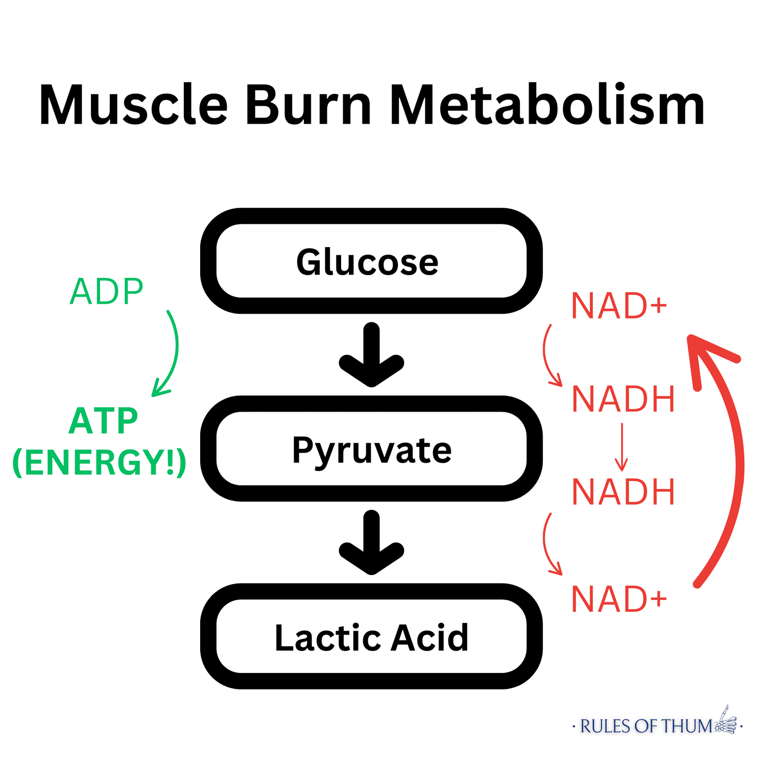 Feel the Burn: Why Those Muscles Light Up During Exercise — Dr. Nick ...