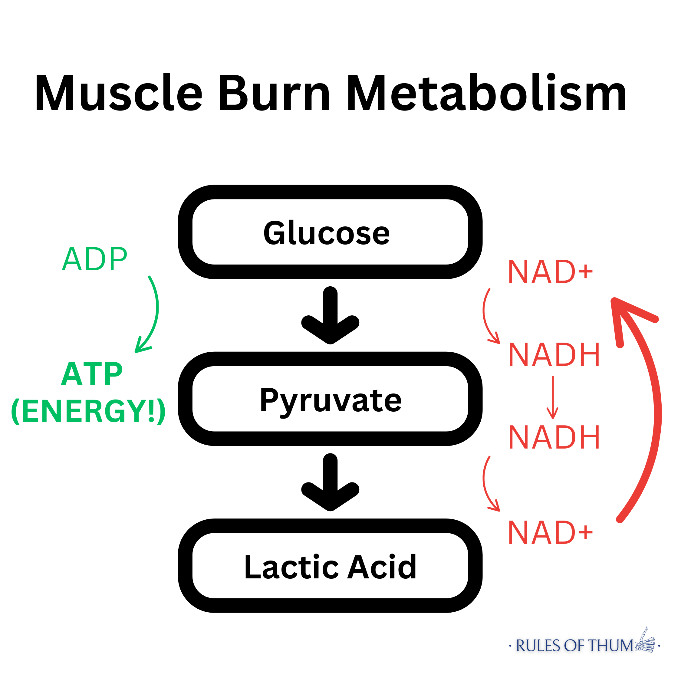 Feel the Burn: Why Those Muscles Light Up During Exercise — Dr. Nick ...