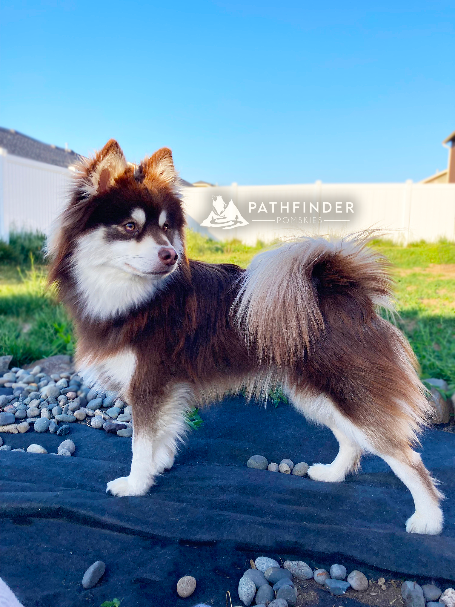 Full Grown Pomsky