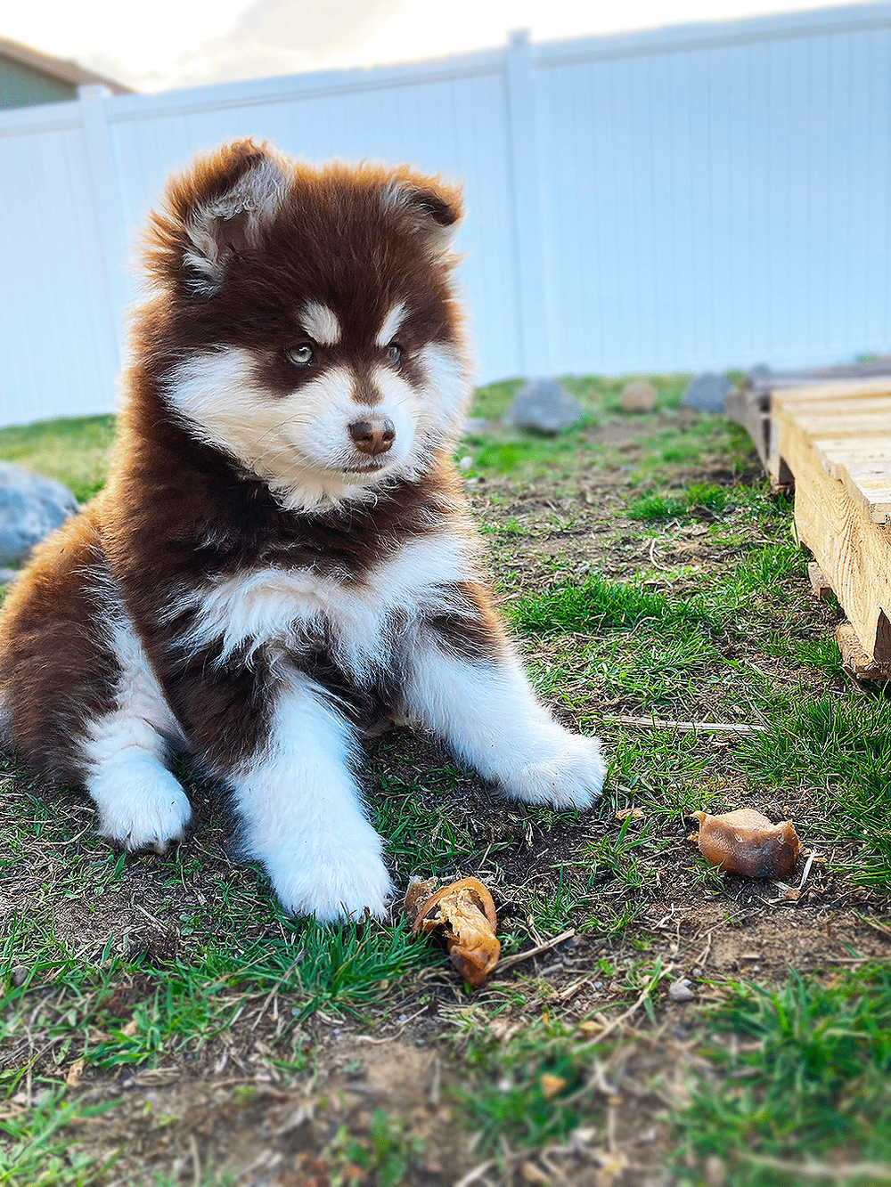 What are the Pros and Cons of a Pomsky? — Pathfinder Pomskies