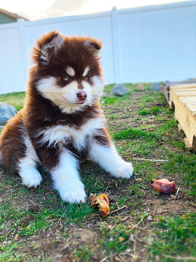 What are the Pros and Cons of a Pomsky? — Pathfinder Pomskies