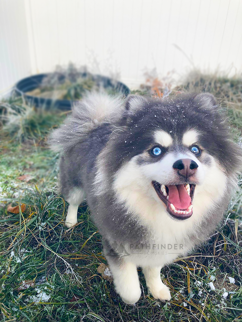 Blue Eyed Pomsky Adult