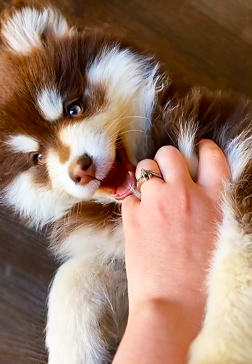 What are the Pros and Cons of a Pomsky? — Pathfinder Pomskies