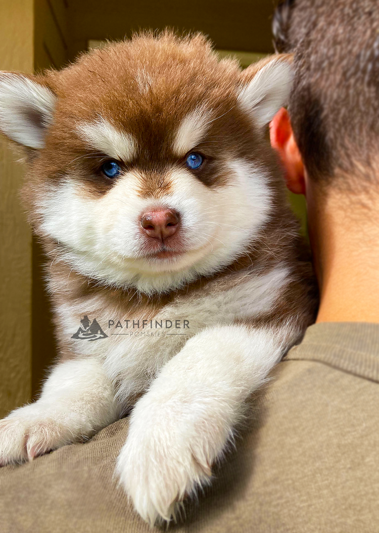What are the Pros and Cons of a Pomsky? — Pathfinder Pomskies