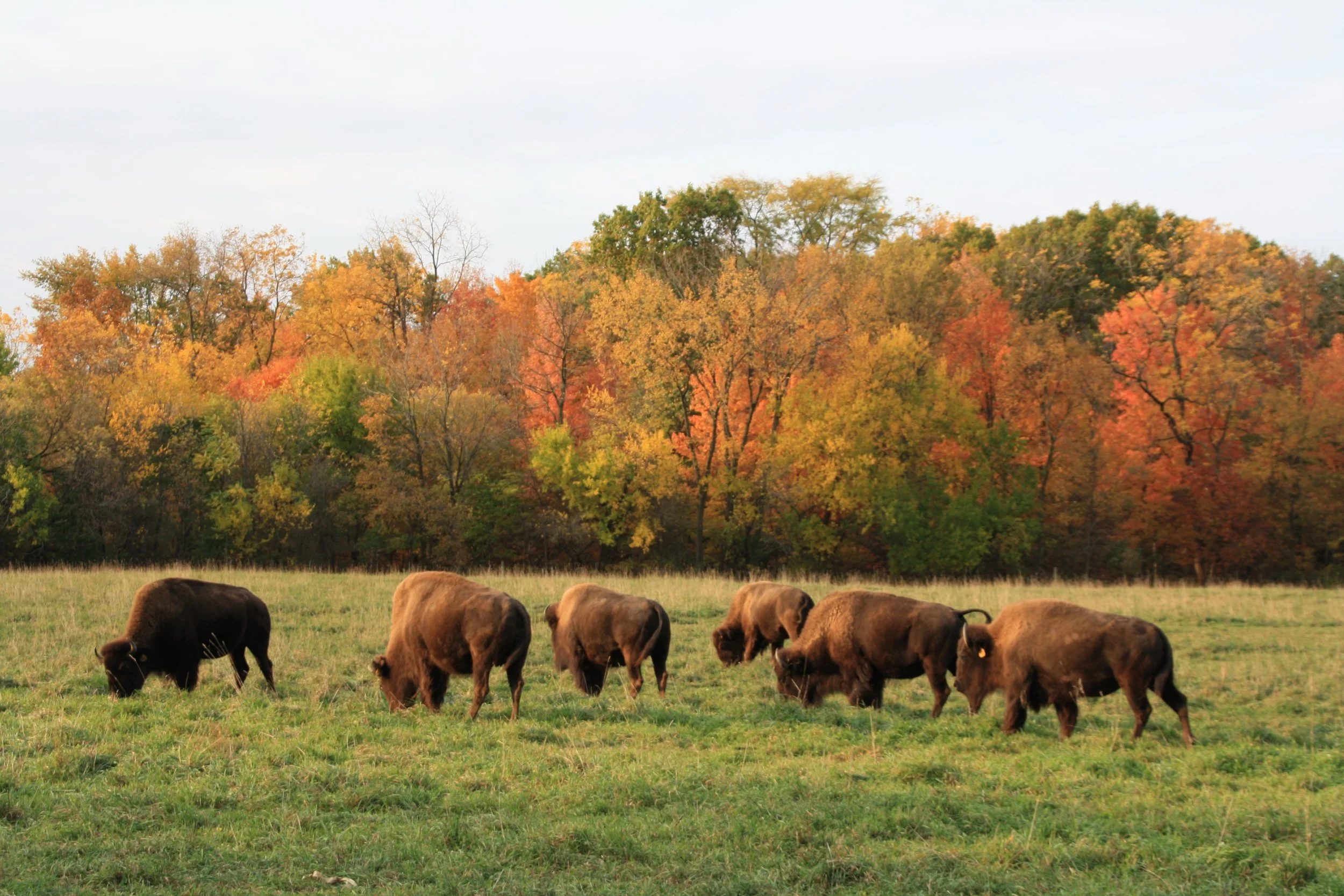 Bracy Gold Bison Ranch | Pasture Raised Bison | Swanton, OH