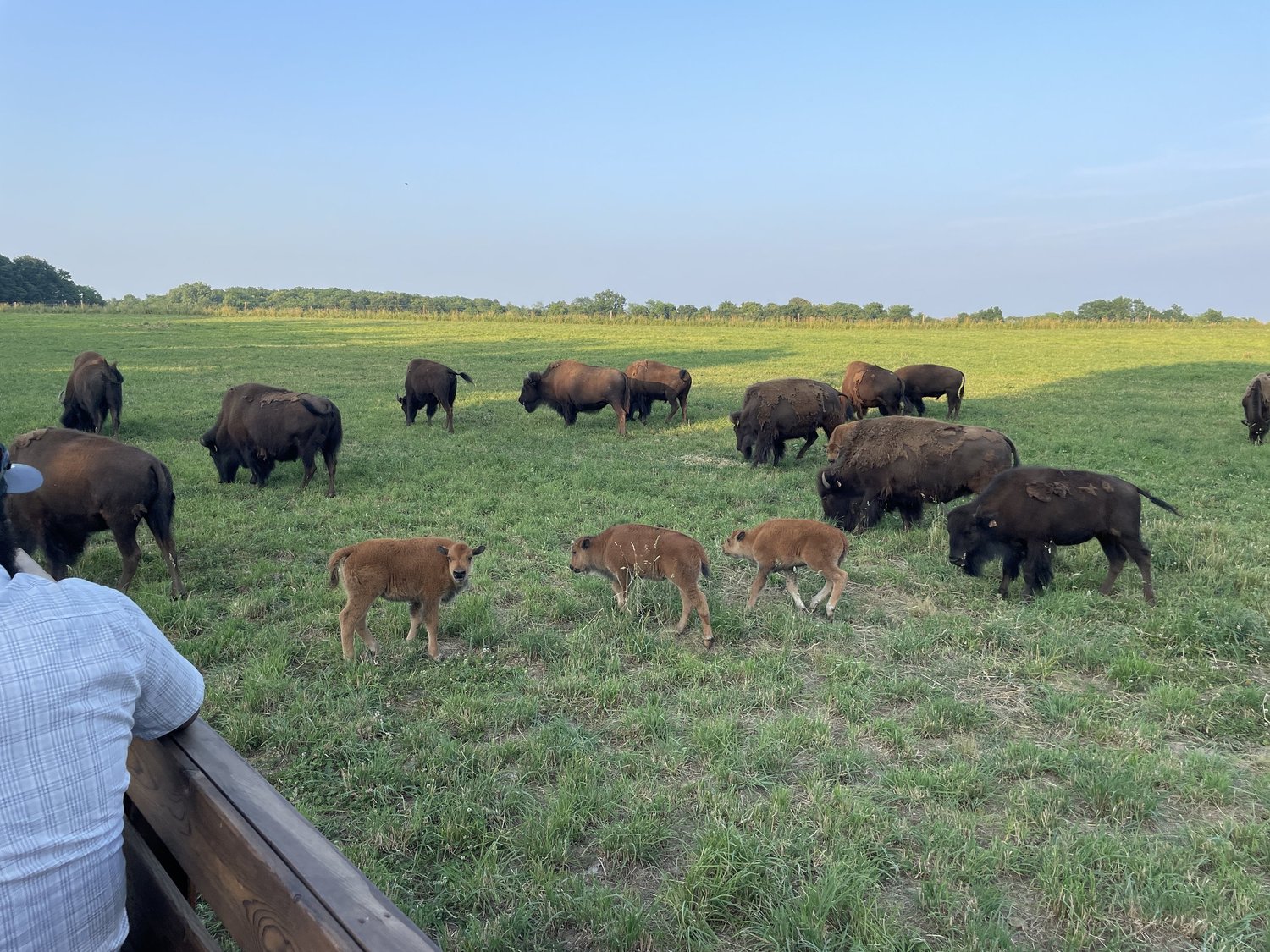 Bracy Gold Bison Ranch | Pasture Raised Bison | Swanton, OH