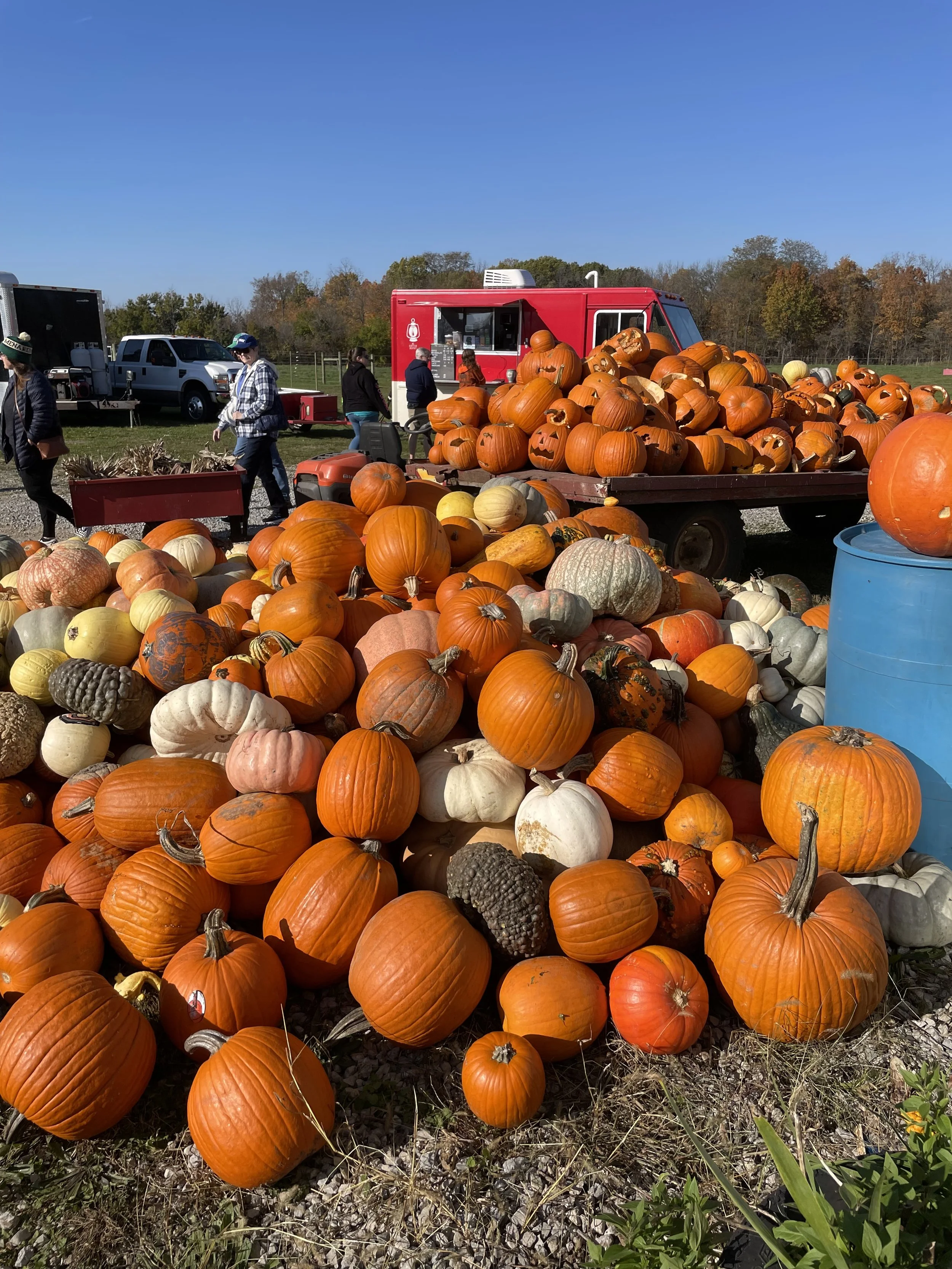 Bracy Gold Bison Ranch | Pasture Raised Bison | Swanton, OH