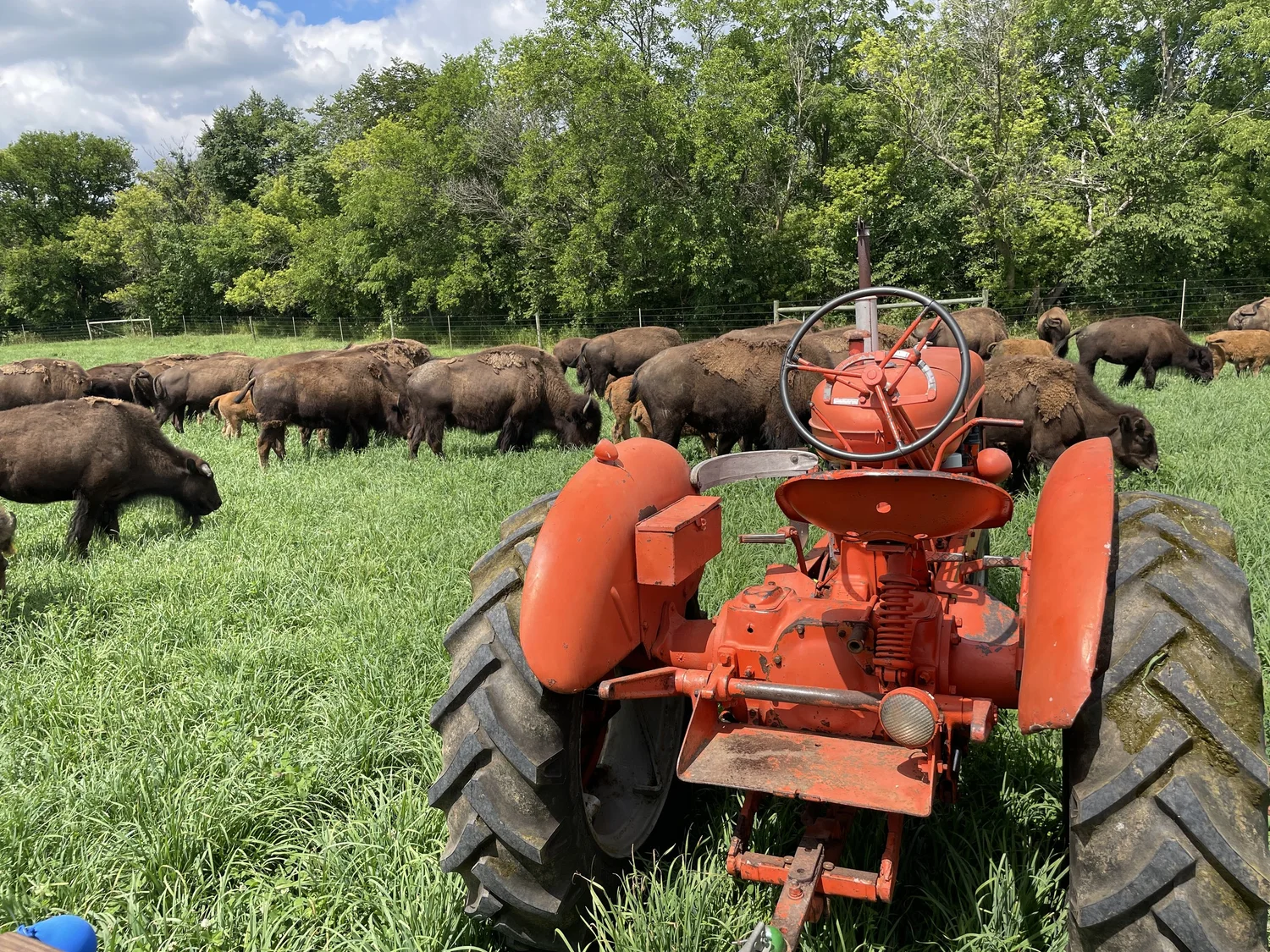 Bracy Gold Bison Ranch | Pasture Raised Bison | Swanton, OH