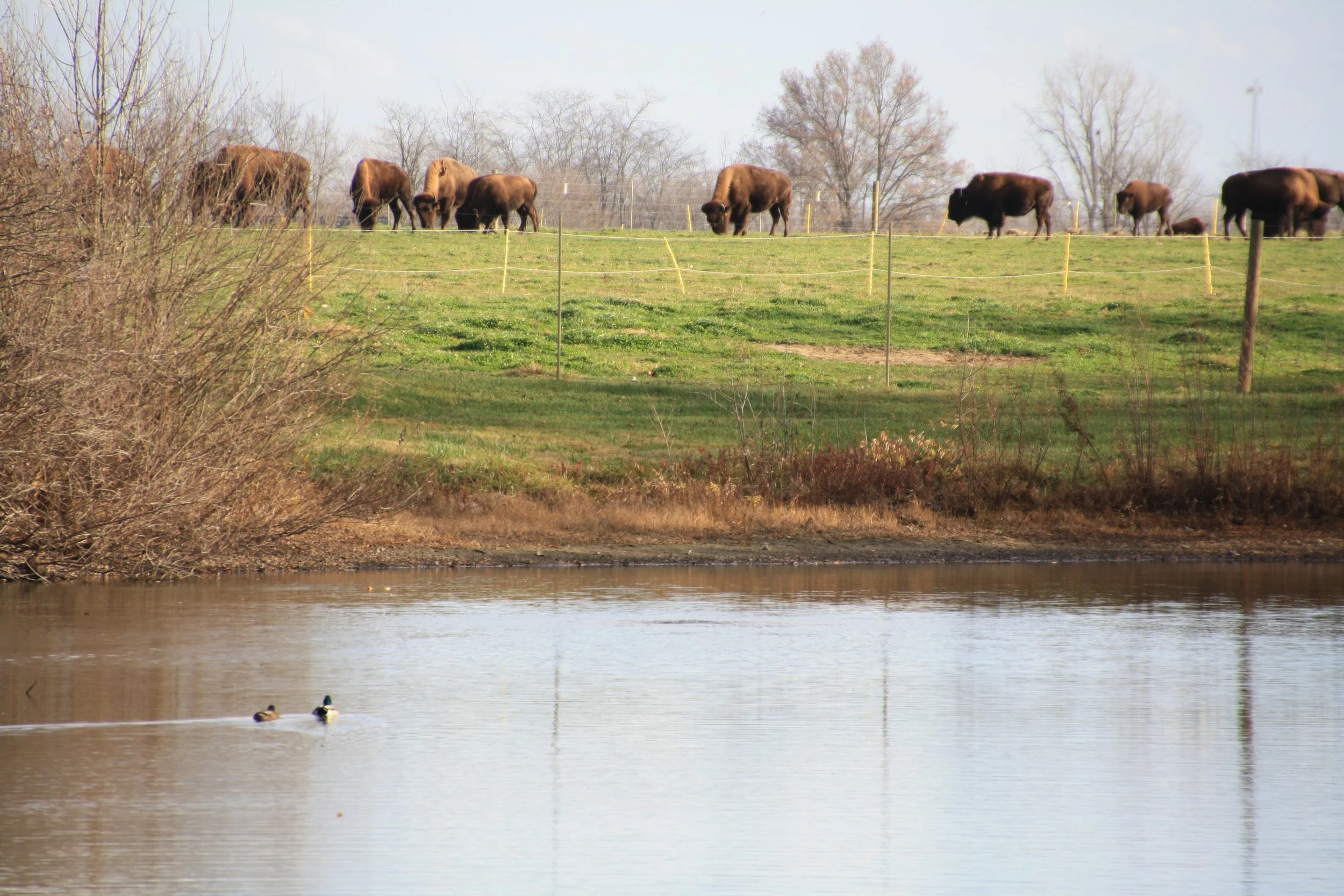 Contact — Bracy Gold Bison Ranch