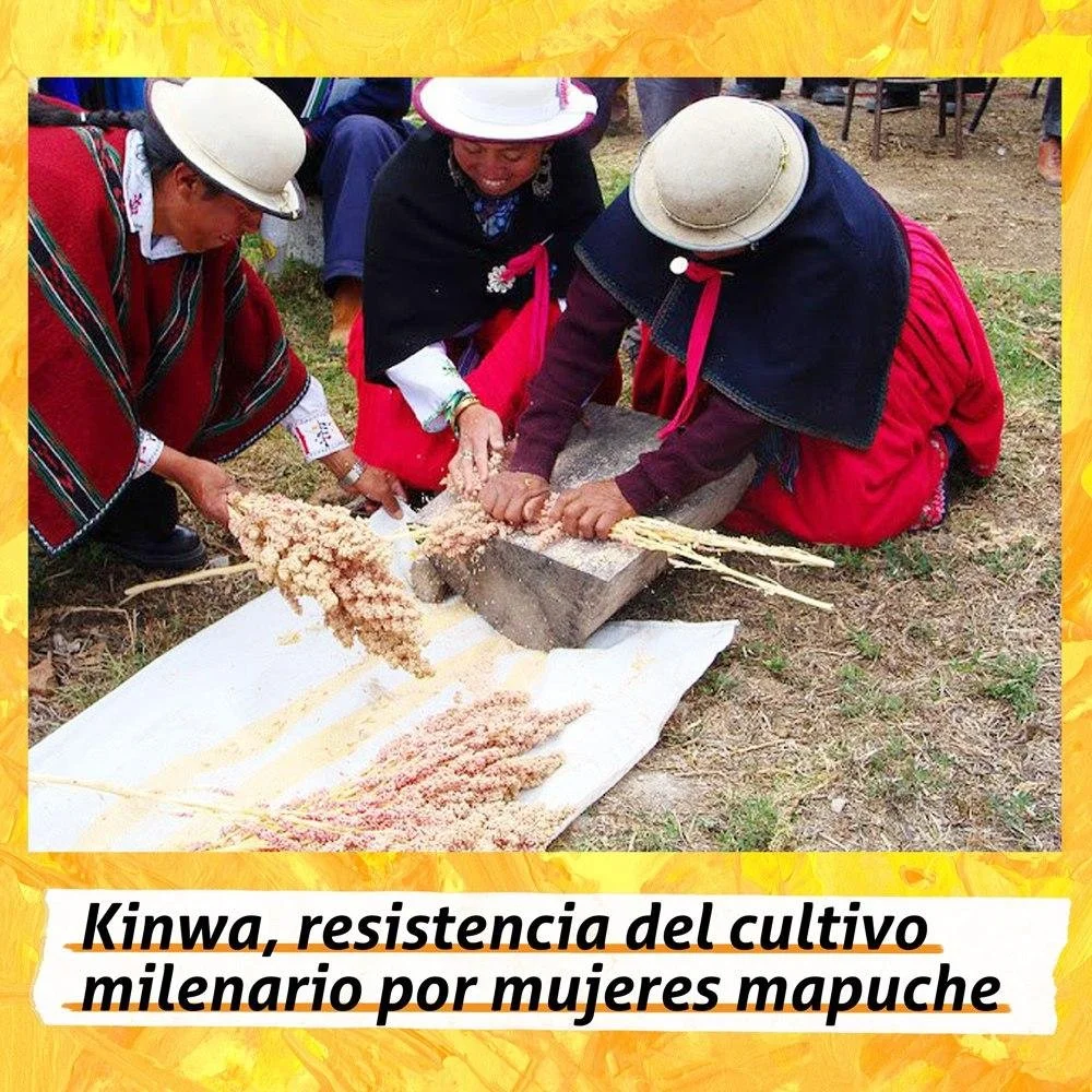 Kinwa, la resistencia del cultivo milenario por mujeres mapuche — RUDA