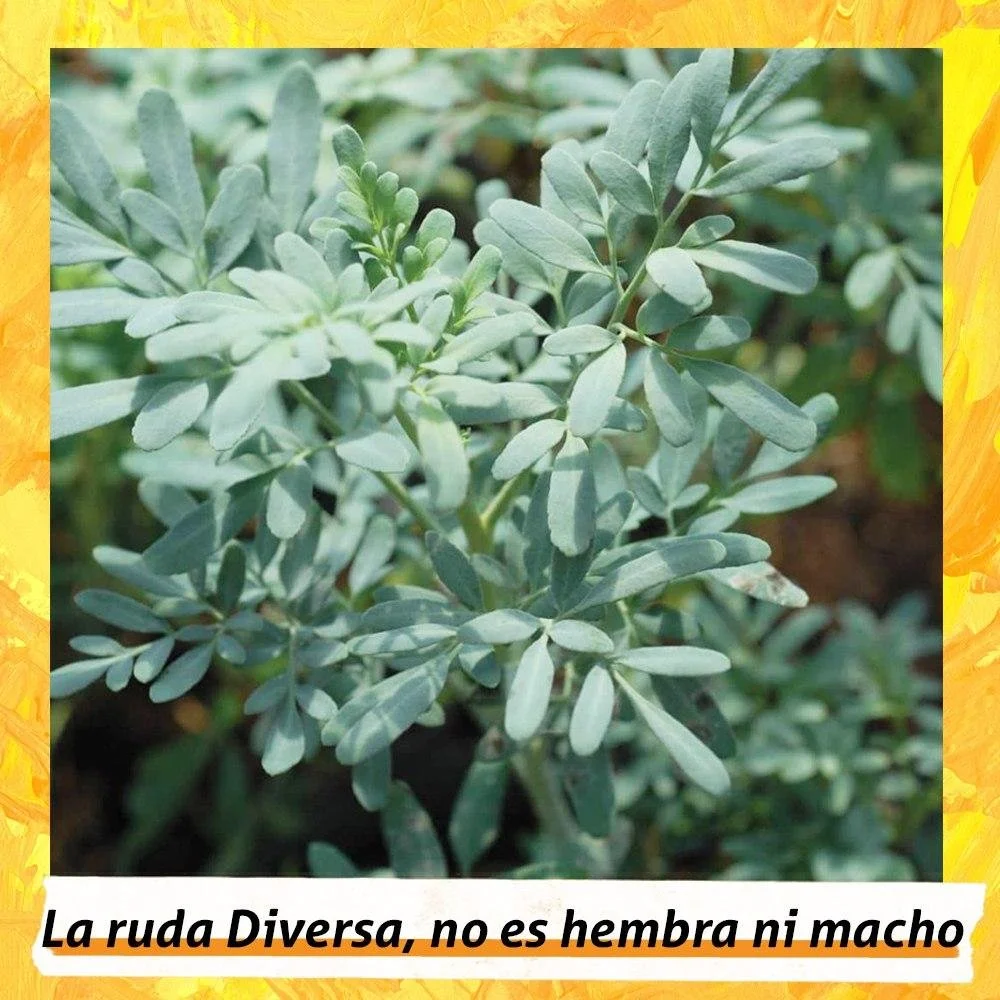 Ruda: la planta que «sirve para todo» — RUDA