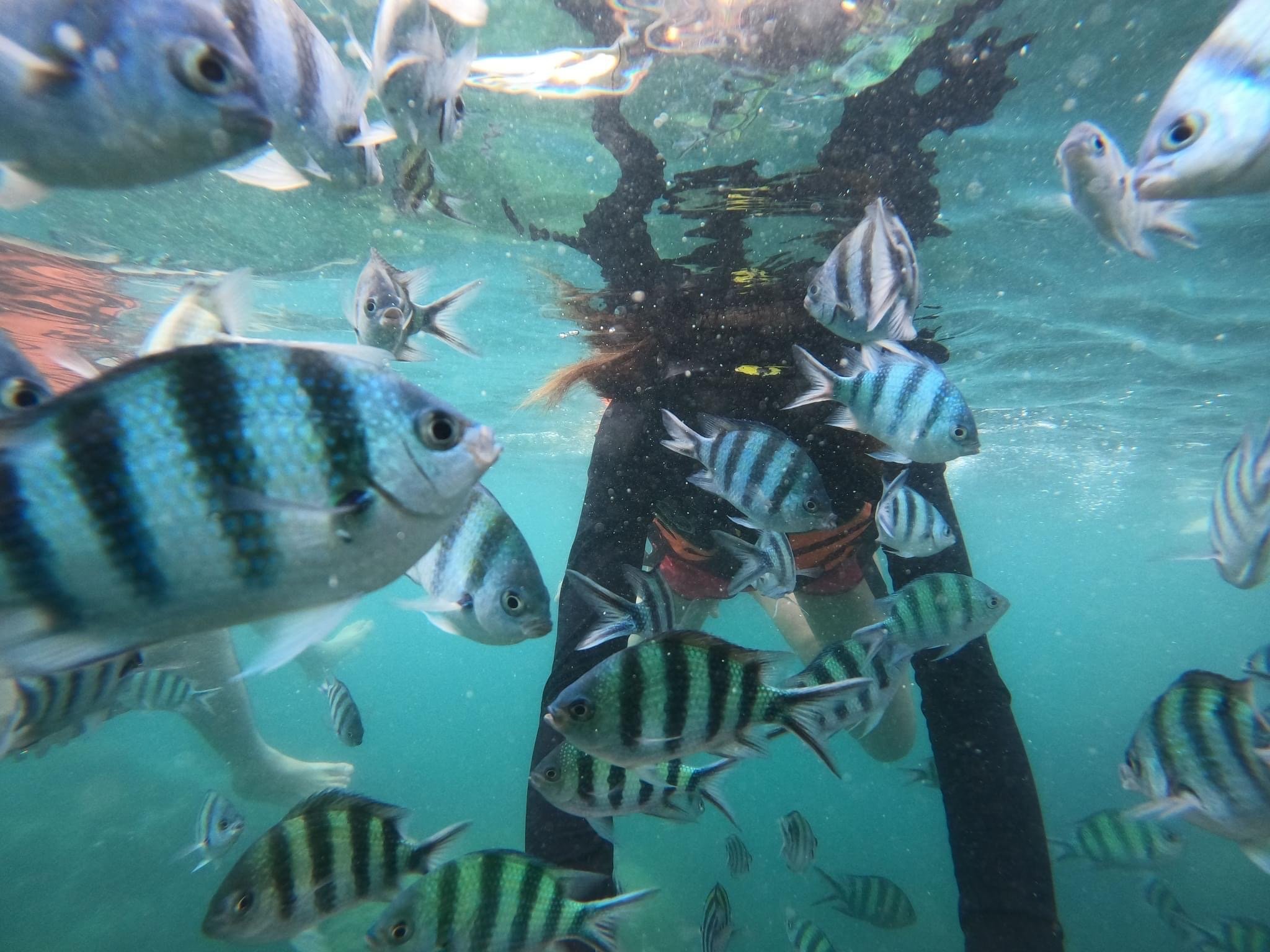 Going on a Snorkel Diving and Island Hopping Adventure Tour at Koh Samet