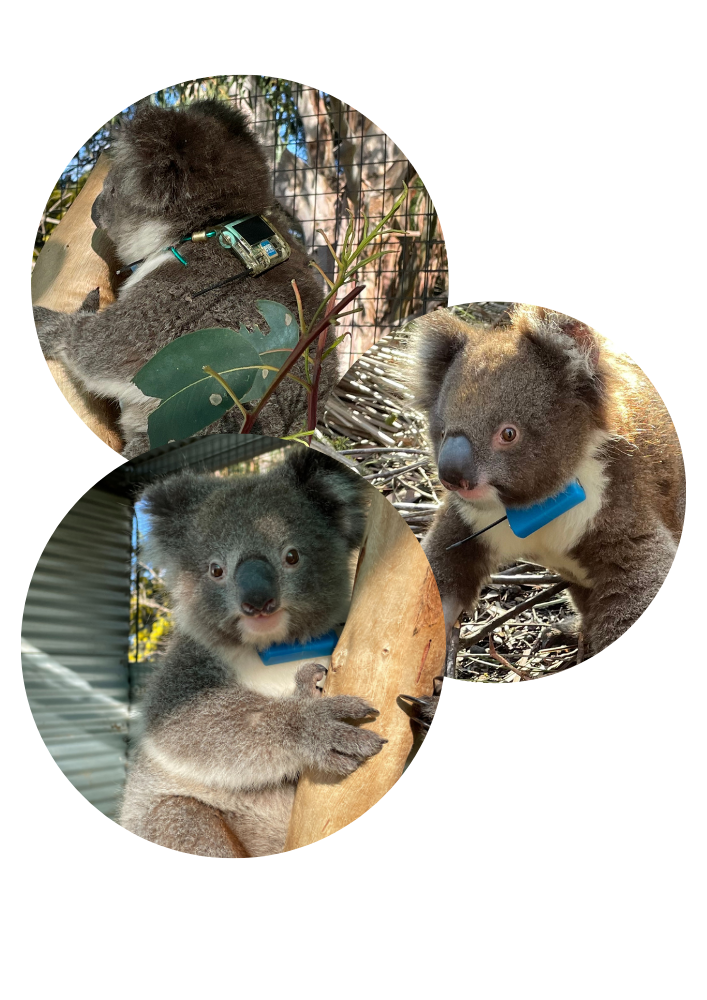 2 Koalas Hugging