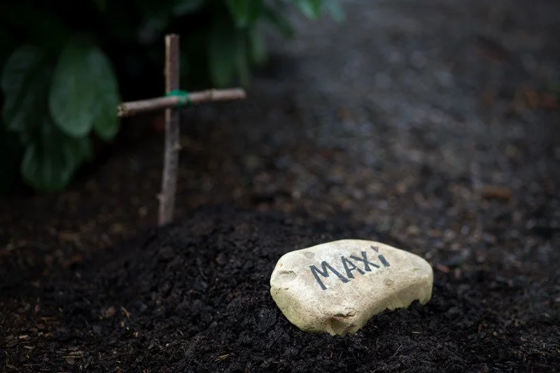 How to Write a Pet Eulogy : Helpful Pointers & Pet Eulogy Examples — My ...