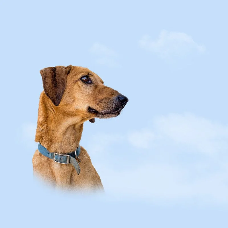 How to Write a Pet Eulogy : Helpful Pointers & Pet Eulogy Examples — My ...