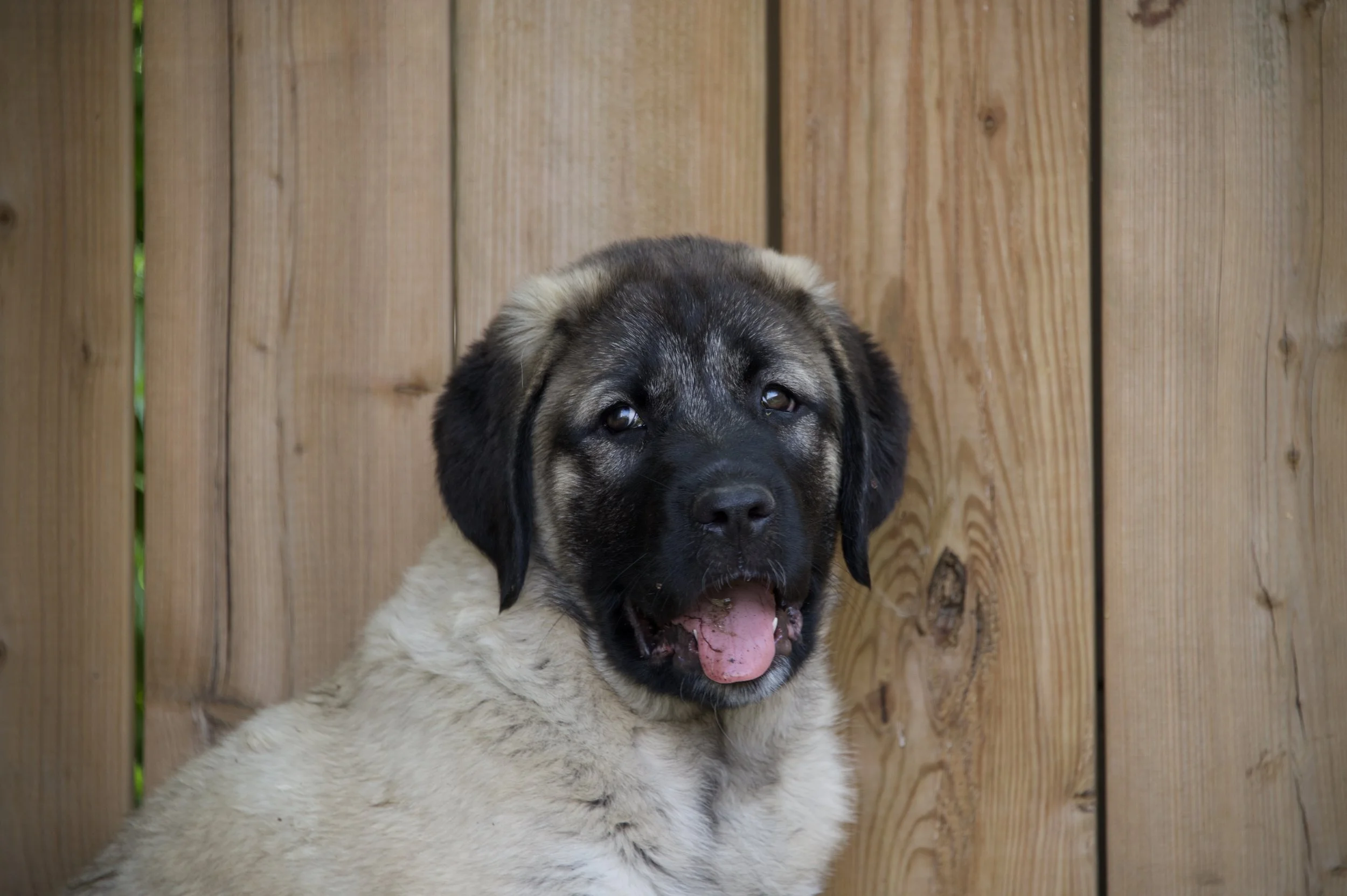 Pure Pawtential - PurePawtential