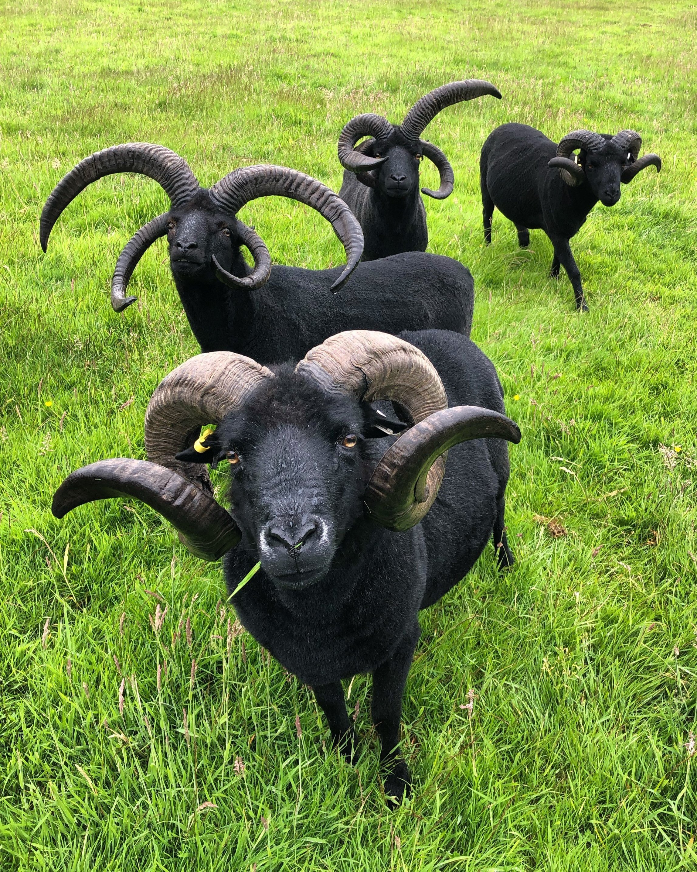 Flock & Herd Butcher