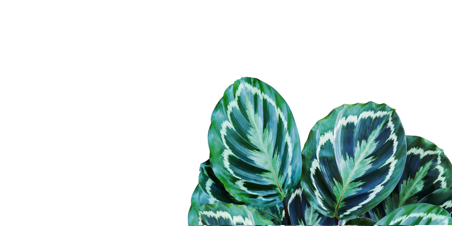 Plant Store — Thriving Botanicals