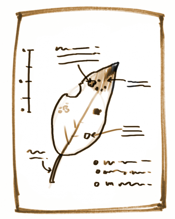 How to Teach Nature Journaling - Activities — Wild Wonder Foundation